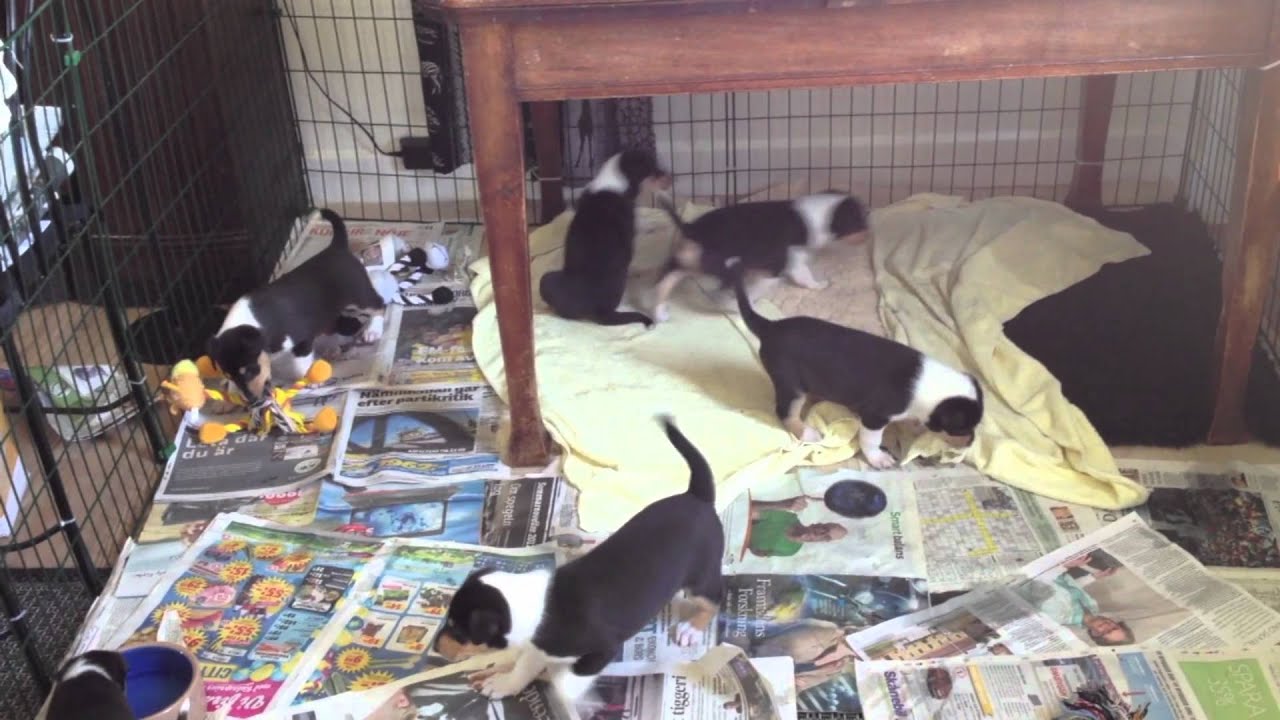 Claras valpar 4 veckor. Glad Midsommar! - YouTube