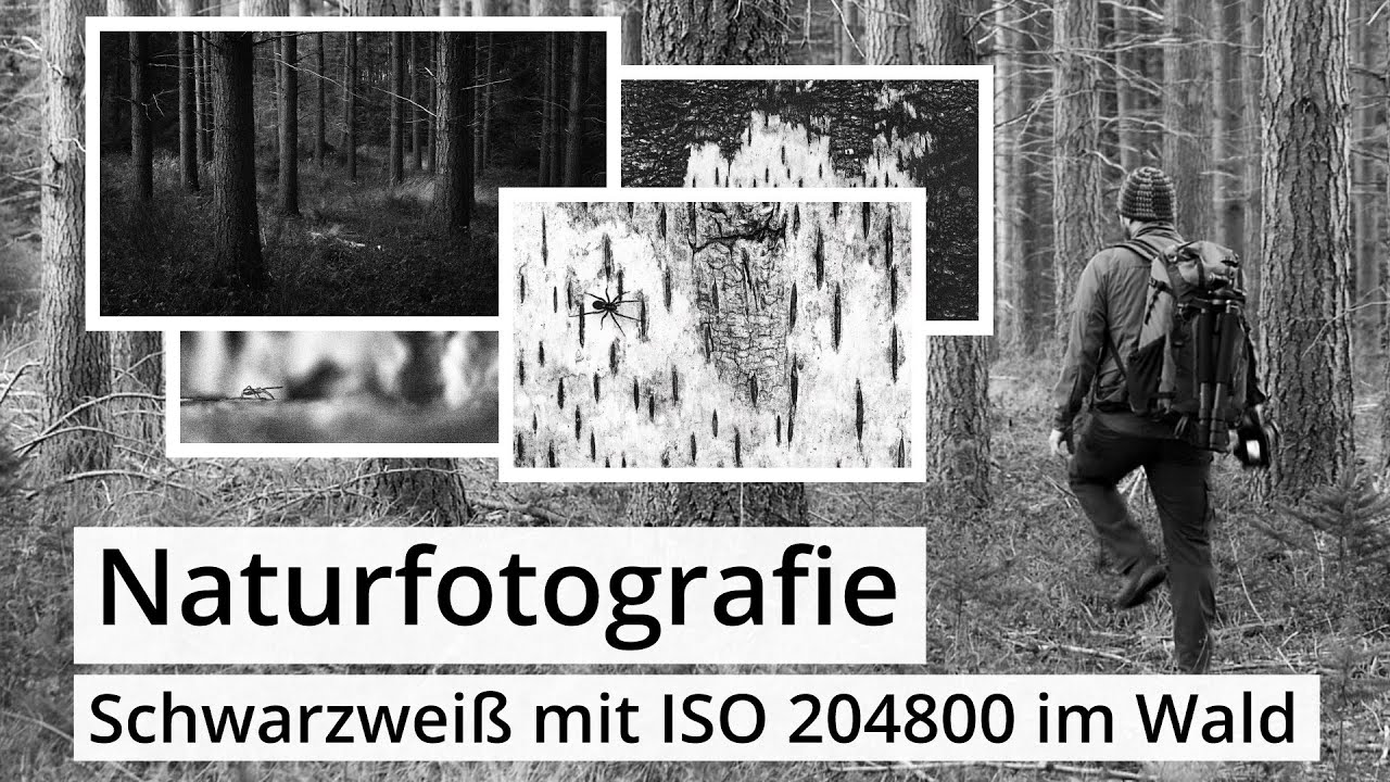 Naturfotografie: Mit ISO 204800 im WALD unterwegs | Blödsinnsidee ...