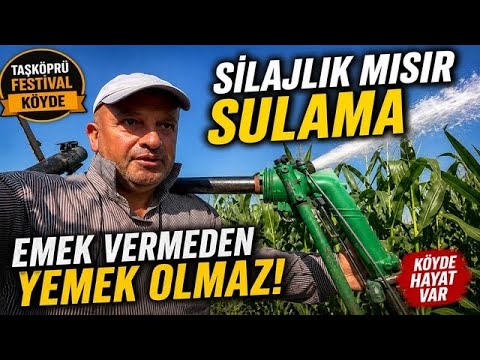 Festival Taşköprü’de, Emek Tarlada! 🌽💪 Sılajlık Mısır Sulaması Devam Ediyor