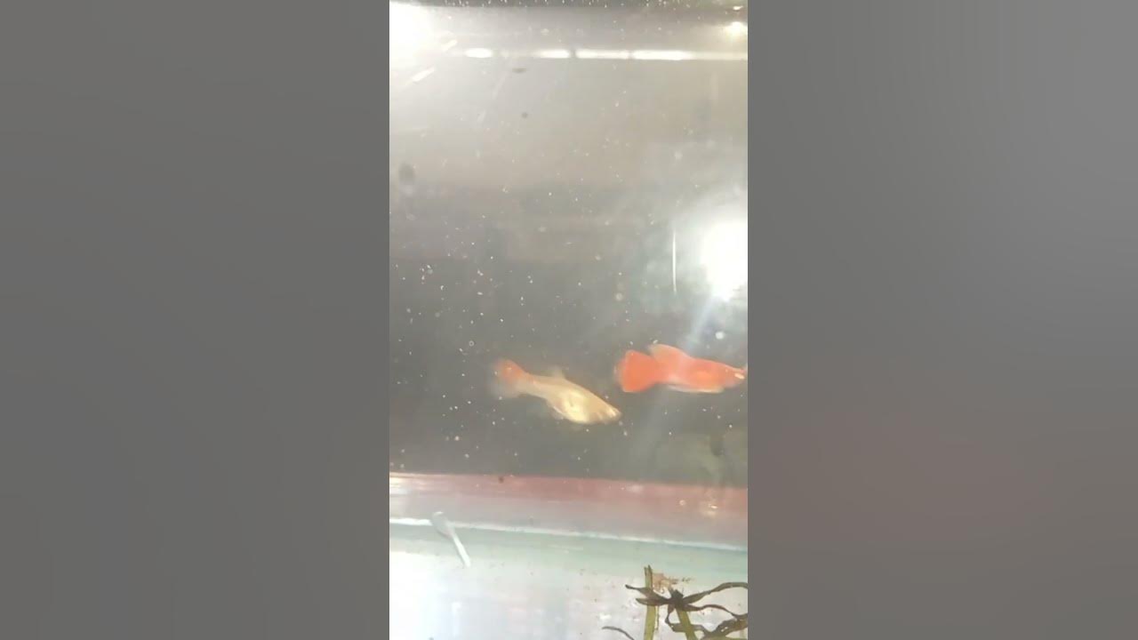 ALBINO FULL RED GUPPIES(AFR) AVAILABLE - YouTube