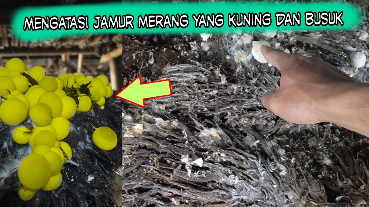Penyebab jamur merang yang kuning dan busuk - Ini solusi nya..!! - YouTube