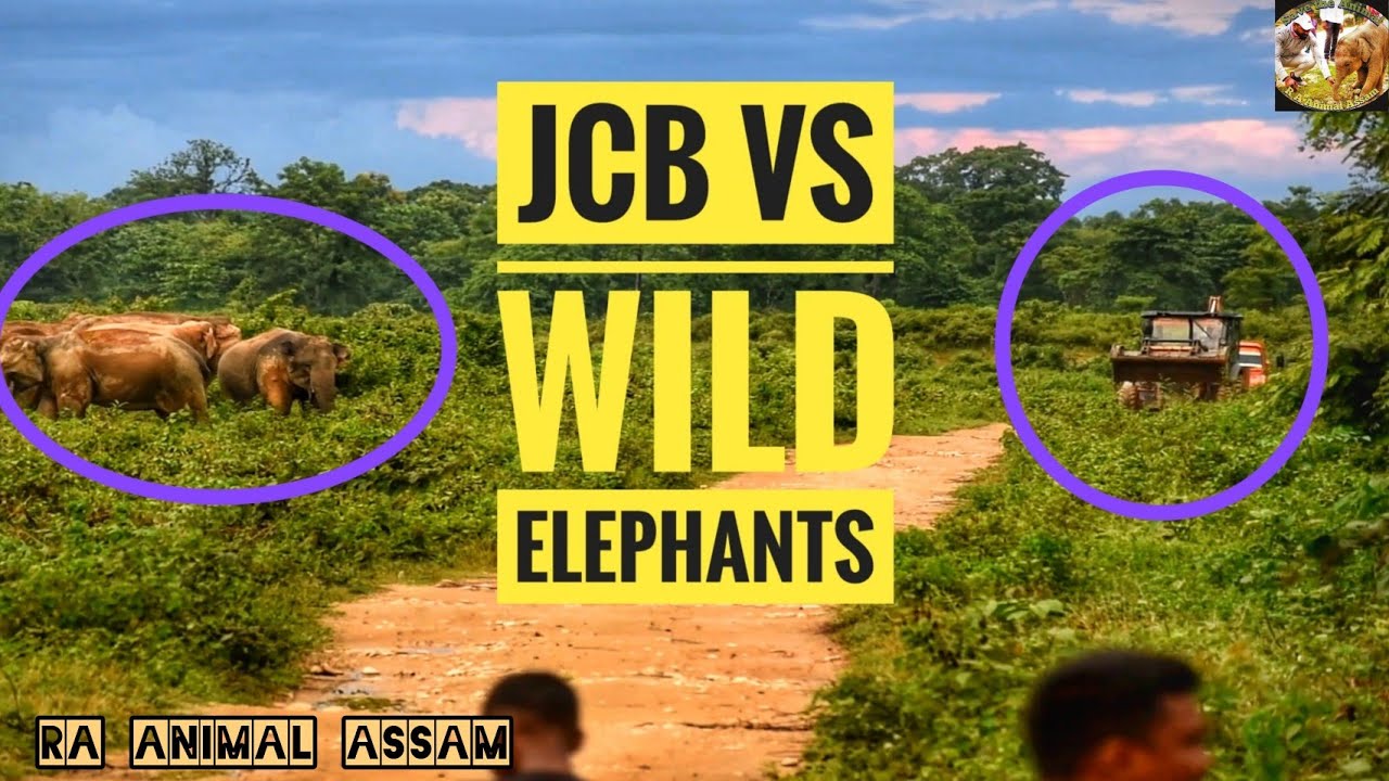 JCB vs WILD ELEPHANTS - YouTube