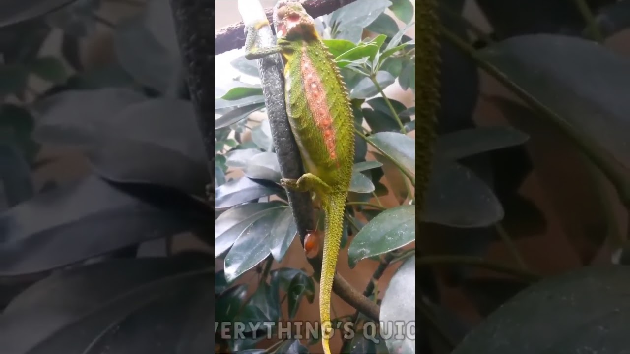 Lizard Giving Birth | Youtube Short Video | So Amazing | Must Watch ...