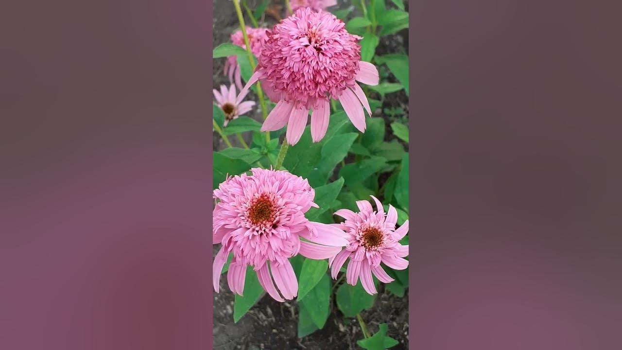 Эхинацея махровая - YouTube