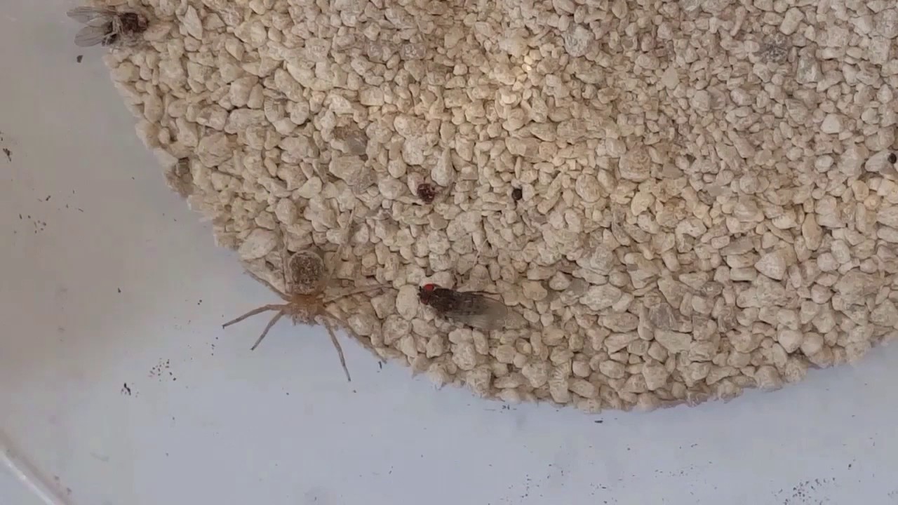 Sicarius terrosus (six eyed sand spider) hiding and feeding - YouTube