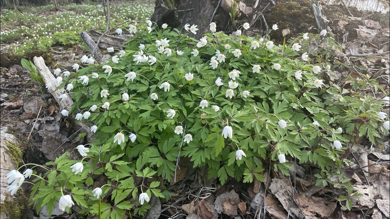 EVENING WALK~ WILD FLOWERS IN THE FOREST+ 2 CAKES DONE 🥰 - YouTube
