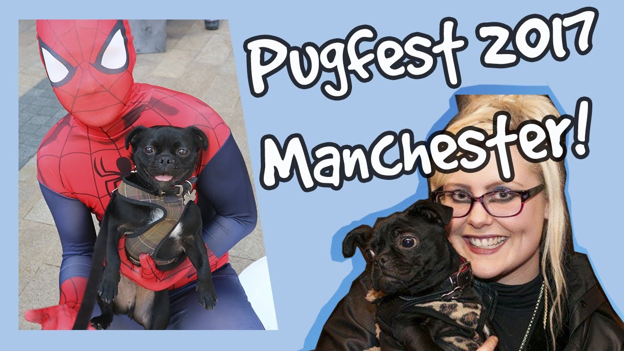 Pug Fest 2017! Relax My Dog Visits Pugfest for Fun in the Sun in ...