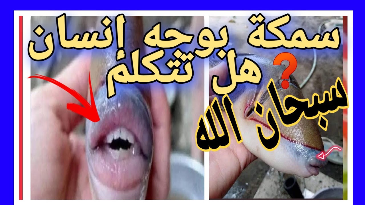سمكة لها فم يشبه الإنسان فهل تتكلم Youtube