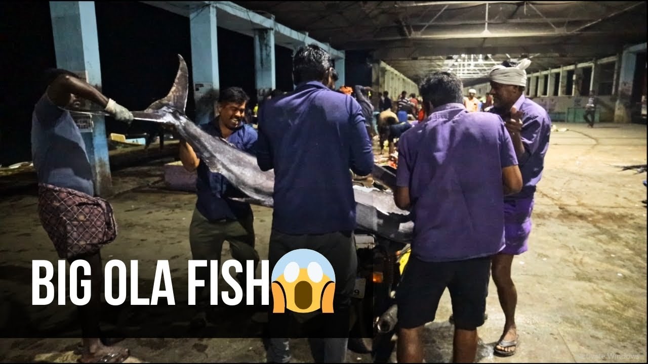 BIG OLA FISH 😱| KOLLAM FISHING HARBOUR | Coastal Diaries#fishingvideo # ...