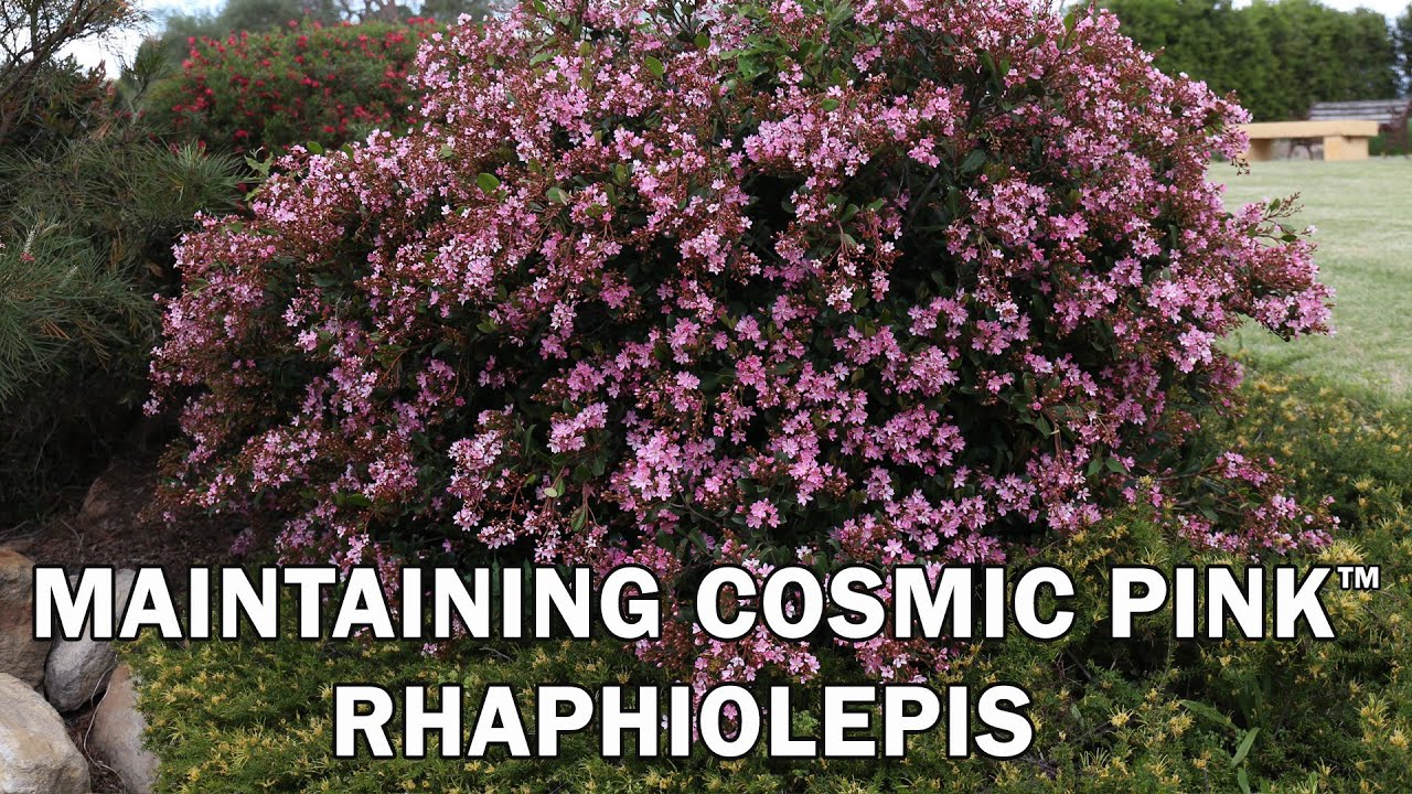 Pruning Cosmic Pink™ Rhaphiolepis - YouTube