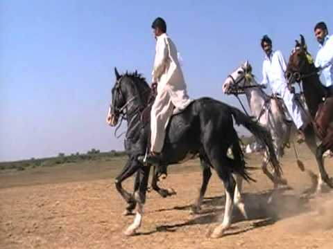 Warming up (Pakistani Horses) - YouTube