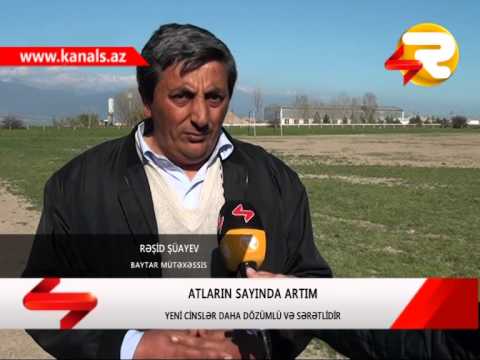 SHEKIDE QARISIQ CINS ATLAR ARTIRILIR