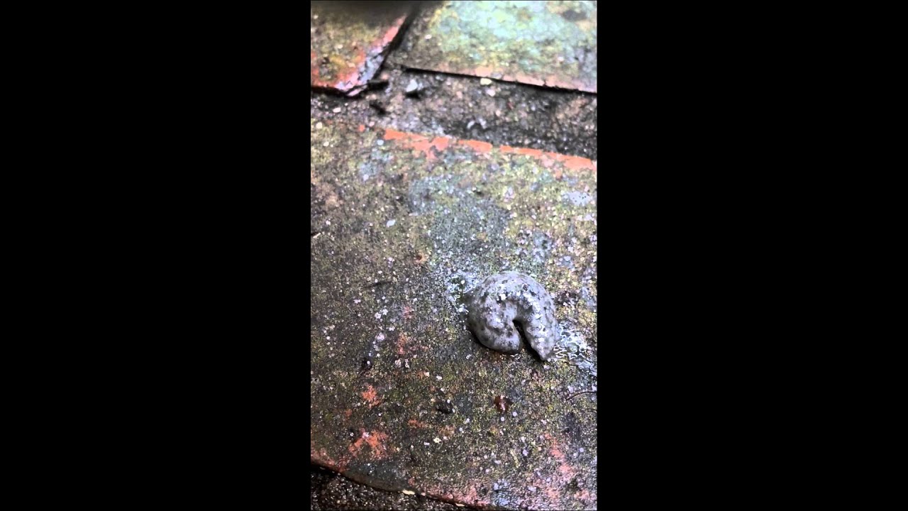 Salt on slug!! - YouTube