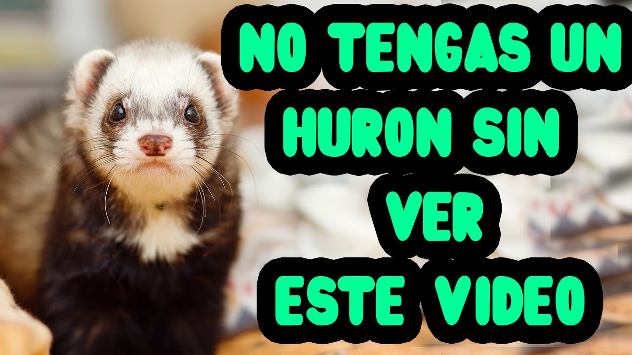 TIENES QUE SABER ESTO DE TU HURON - YouTube