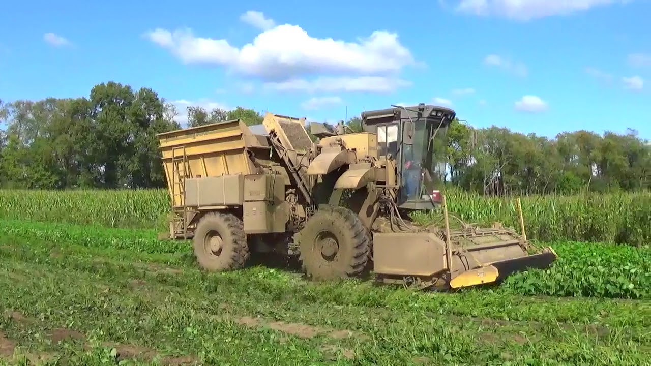 Harvesting Green Beans in Southern Michigan - September 2017 - YouTube