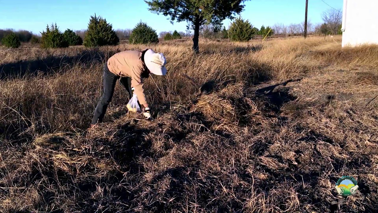 Planting potatoes according to the Ruth Stout method - YouTube