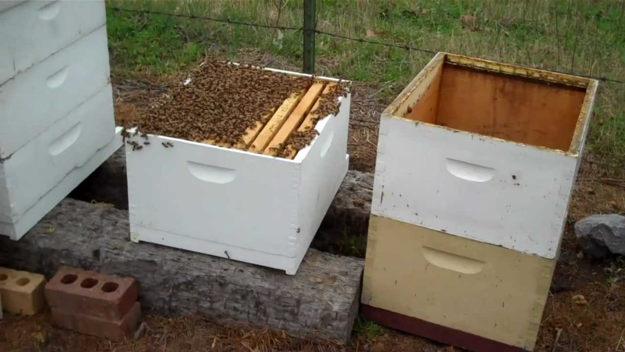 New Beekeeper - What to do now - YouTube
