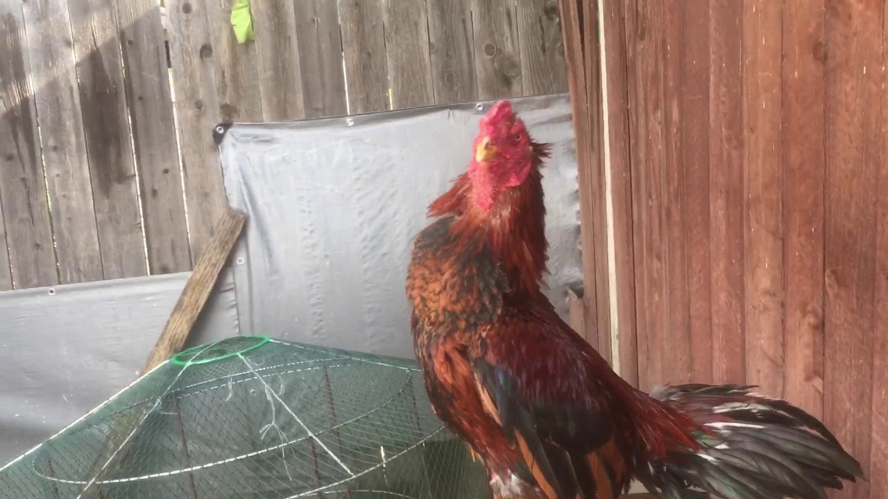 GA plucker - YouTube