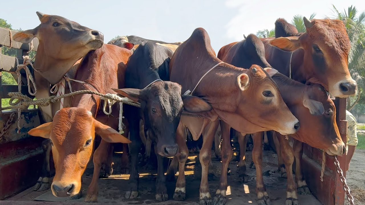 cow unloading, cow videos, cow video, big cow, goru hamba cow, Ep - 184 ...