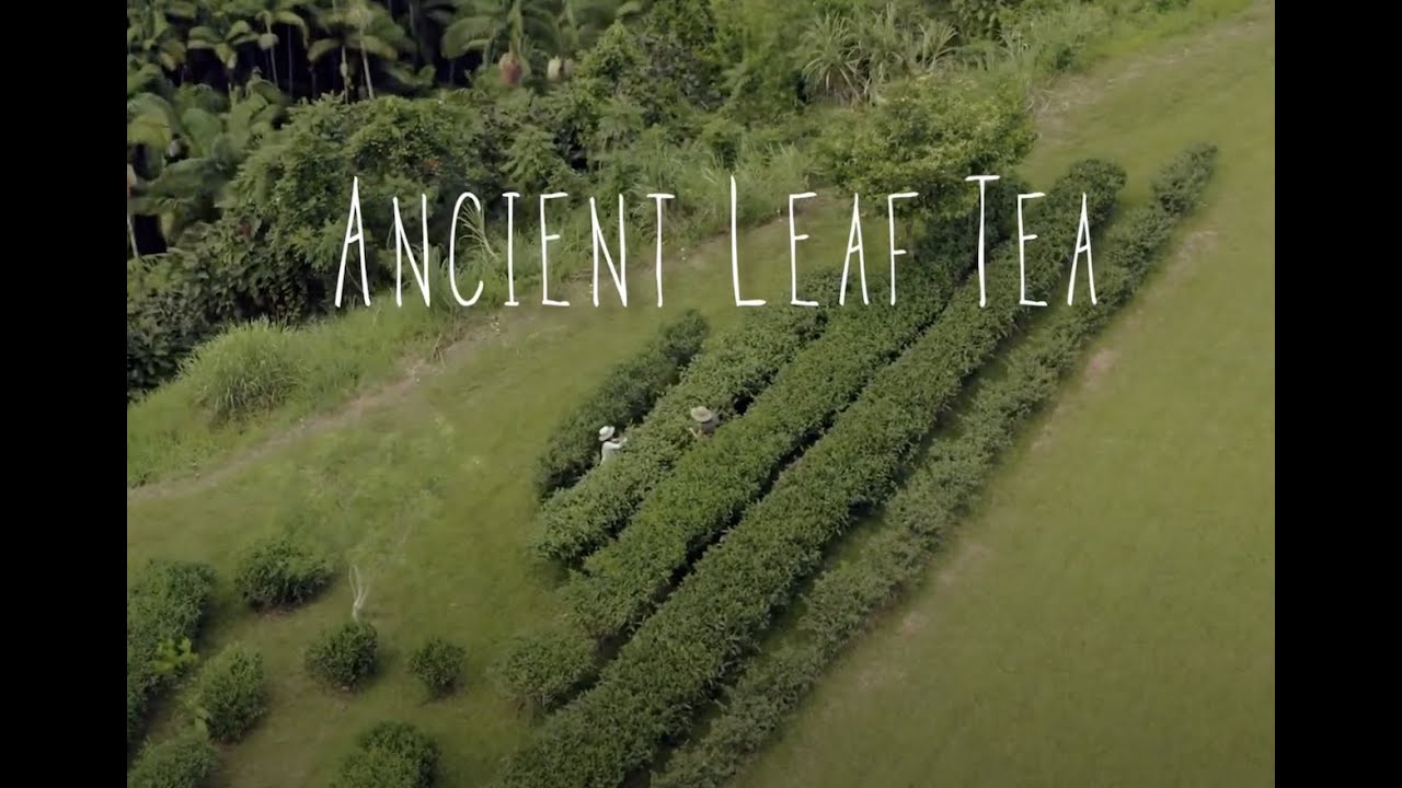 Ancient Leaf Tea Farm Tour - YouTube