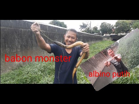 #viral#belut monster bonus albino putih