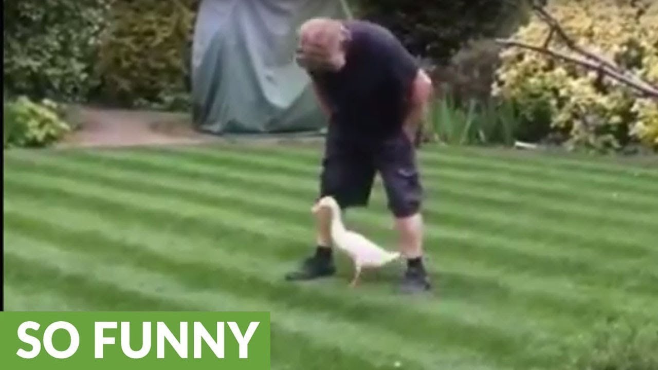 Duck appears from nowhere, wants to "dance" with human - YouTube