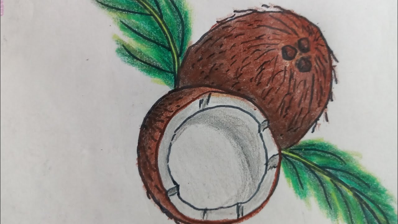 how to draw a coconut ||coconut drawing for kids... #takydrawing .. # ...