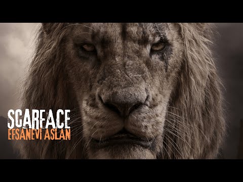 Scarface: Masai Mara’nın Yenilmez Kralı
