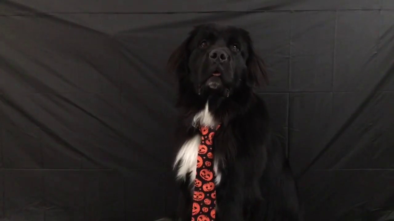 David S Pumpkins SNL Newfoundland Dog - Any Questions? - YouTube
