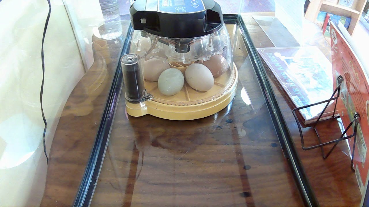 Eggs Hatching - YouTube