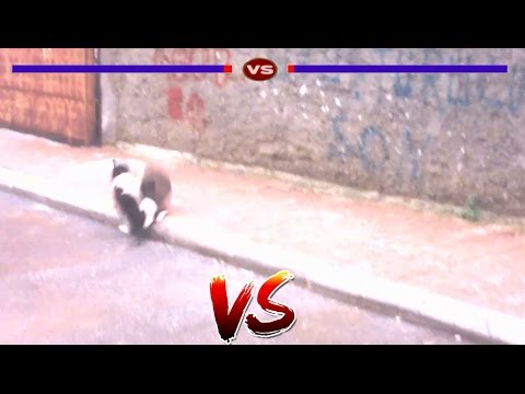 Komik Efektli Kedi Kavgası +69 [Türkçe Altyazılı] Funny Cats 720p HD