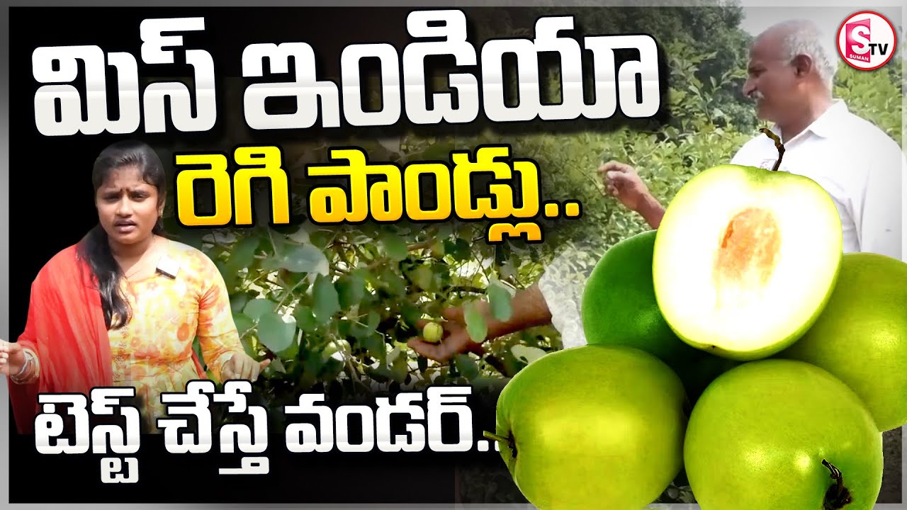 Miss India regi pandlu | Regipandu Benefits Telugu I Jujube Uses ...