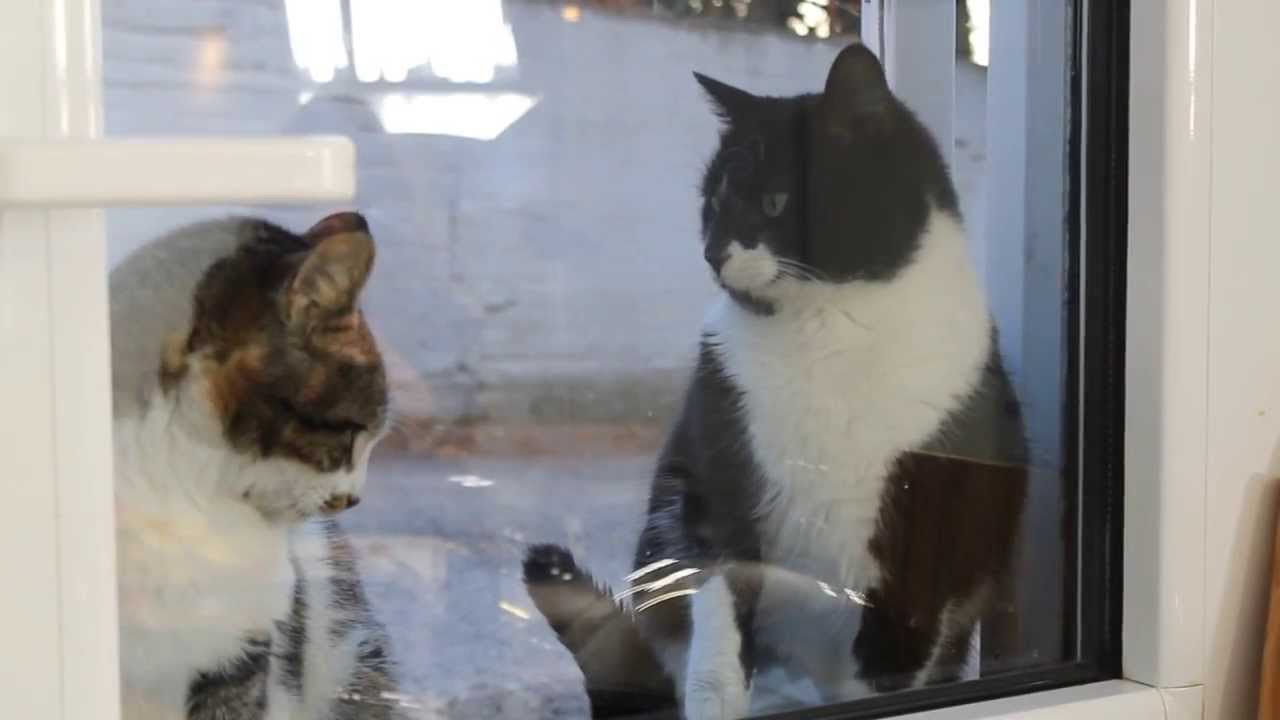 Cat fight for a place by the window - Γατοκαυγάς για μια θέση στο ...
