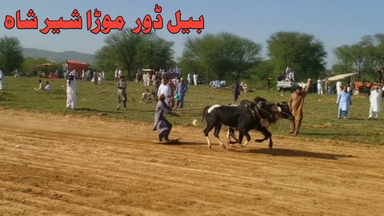 Bull Race |Mora Sher Shah Dadyal Azad Kashmir| - YouTube