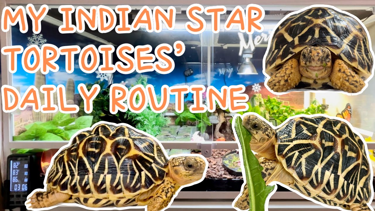 DAILY care routine with my baby Indian Star Tortoises 🐢 | Gemini x Nova ...