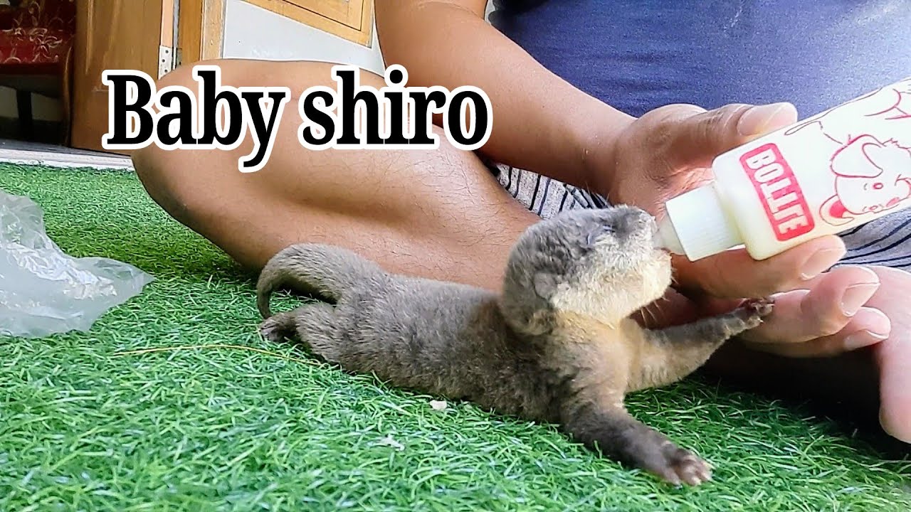 Baby shiro need milk after eaten many blended cat fish - YouTube