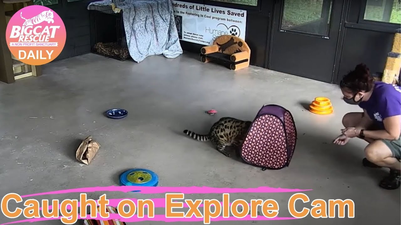 Finally! I was so hungry! Simba savannah at Big Cat Rescue. - YouTube