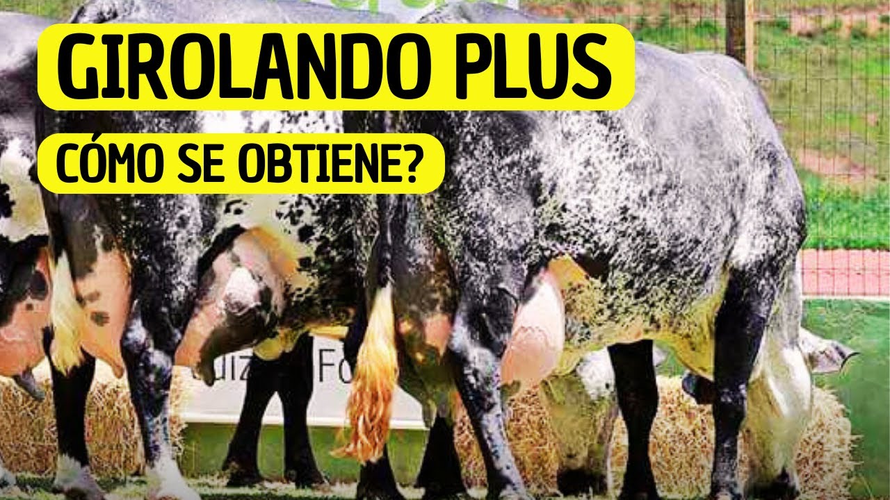 CÓMO OBTENER UN GIROLANDO PURO O GIROLANDO PLUS? - YouTube