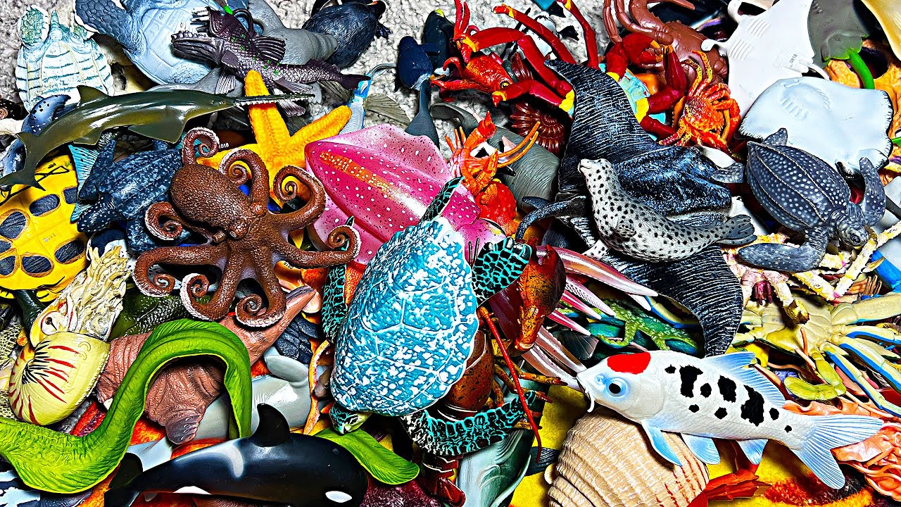 Sea Animals - Turtle, Seal, Fish, Octopus, Crab, Squid, Manta Ray ...