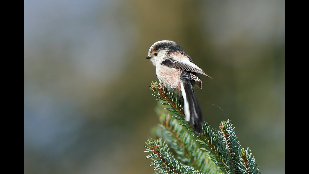 A termeszet szinei: Boritokepek 2023 08 11 - 10 11 - YouTube