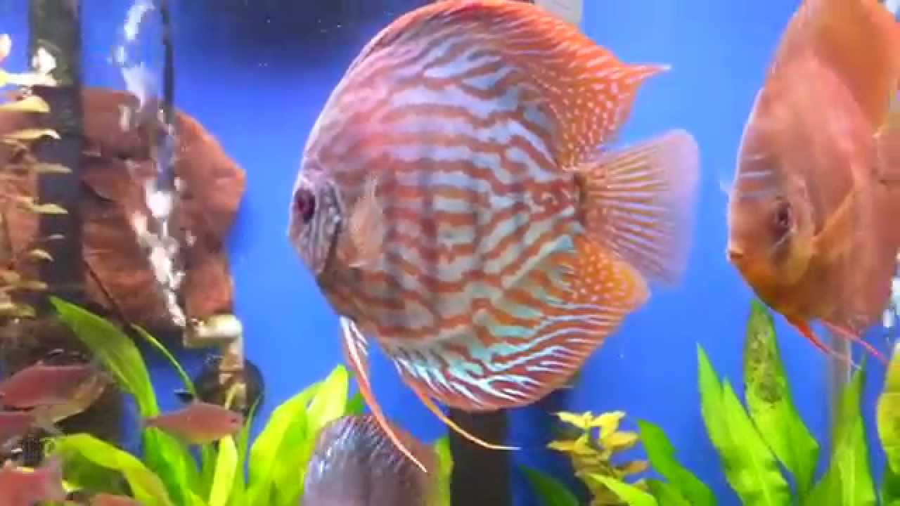 Stendker Discus Planted Discus Tank - YouTube