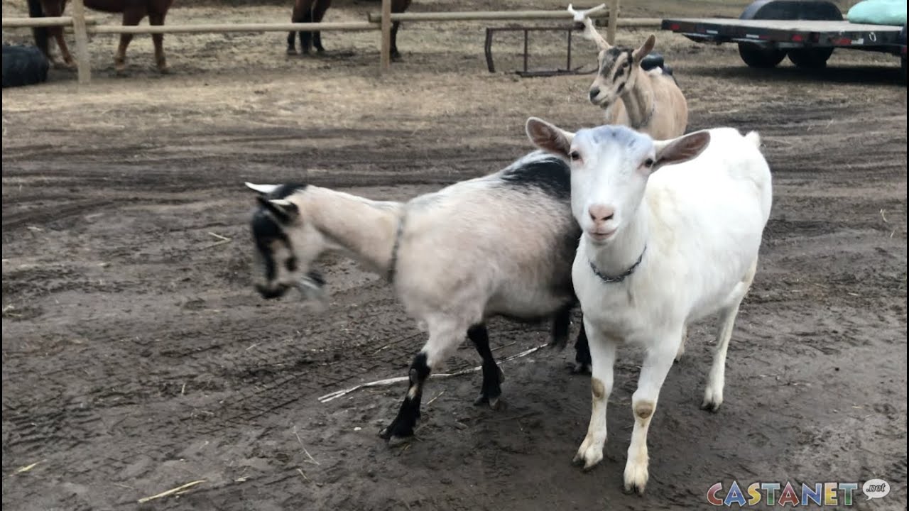 Plenty of goats to cuddle with - YouTube