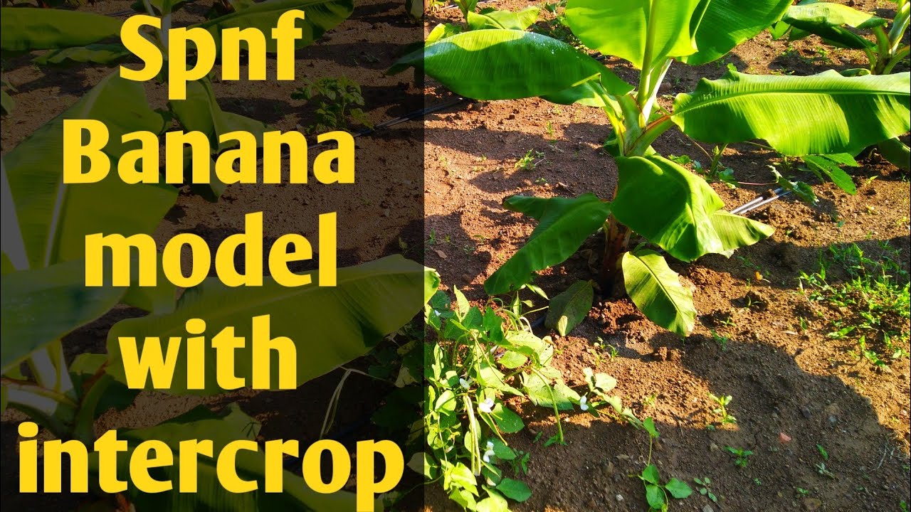 #Spnf #Banana farm with #intercrop of #vegetables. #Shivarferi #zbnf ...