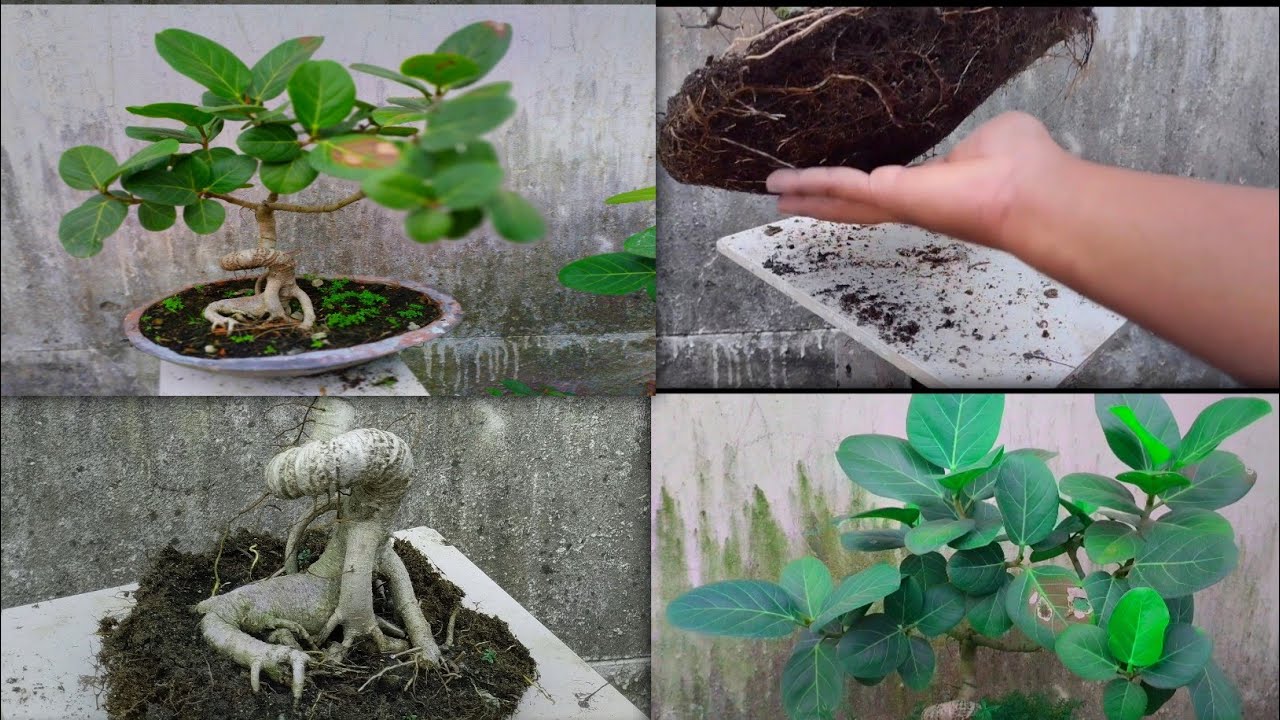 GROWING BAST BOT BONSAI /Banyan Bonsai/Ficus Banglensis bonsai /Working ...