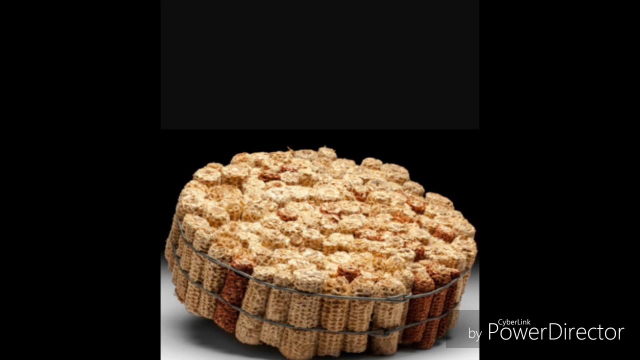 Las Oloteras - La Nueva Tercia (Zapateado) - YouTube