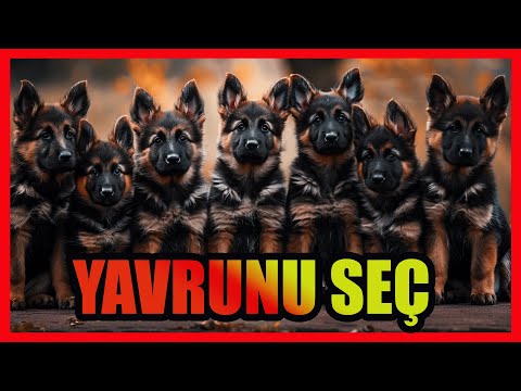 YAVRU KÖPEK SEÇERKEN NELERE DİKKAT ETMEK GEREKLİ