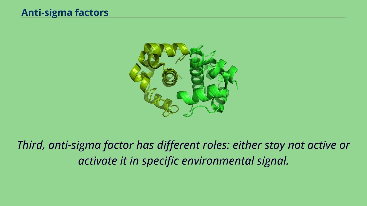 Anti-sigma factors - YouTube