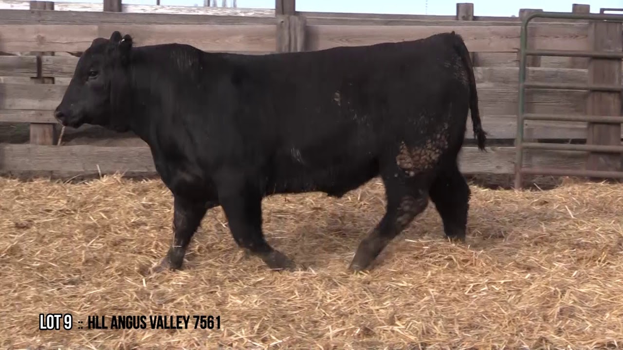 Lot 9 HLL Angus Valley 7561 - YouTube
