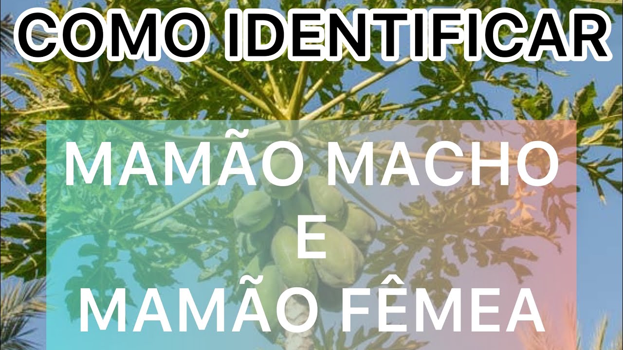 Como Identificar o Mamão Macho e o Mamão Fêmea - YouTube