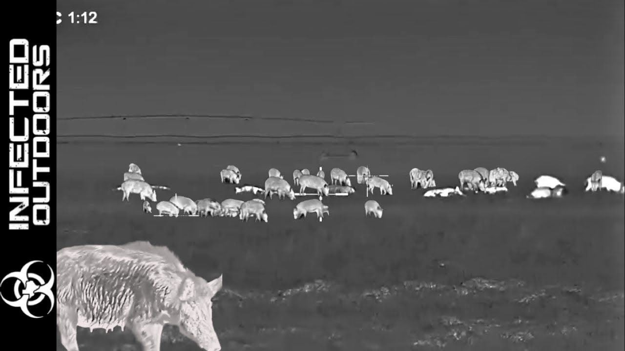 30 Hogs Down in Record Time - YouTube